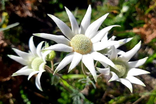 Actinotus helianthi - Flannel Flower - 30 seeds | LGAFS