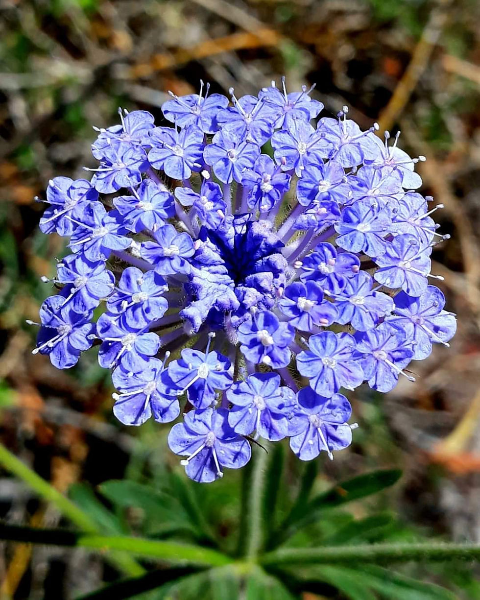 Trachymene coerulea - Rottnest Island Daisy - 50 seeds | LGAFS