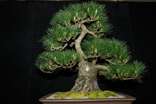 Pinus radiata - Radiata Pine / Monterey Pine / Insignis Pine - 10 seeds ...