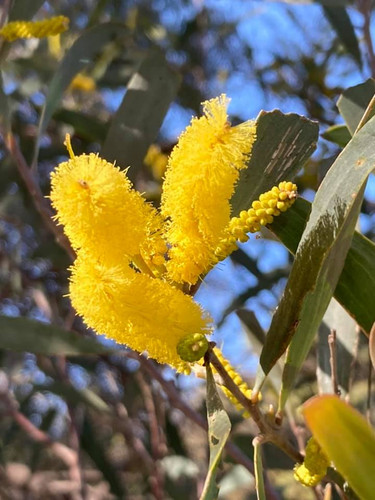 Acacia binervia - Australian Coastal Myall - 30 seeds | LGAFS