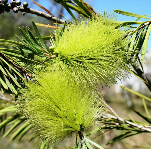 Callistemon pachyphyllus - 250 seeds | LGAFS