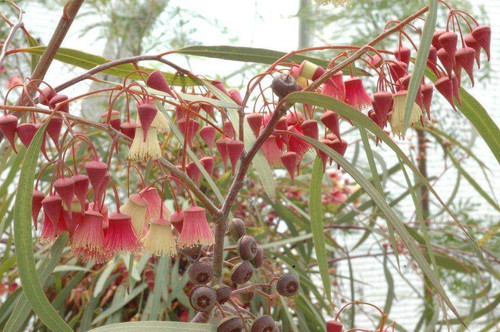 Eucalyptus synandra - Jingymia Mallee - 30 seeds | LGAFS