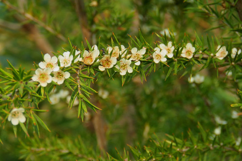 Leptospermum juniperinum - Prickly Tea Tree - 150 seeds | LGAFS