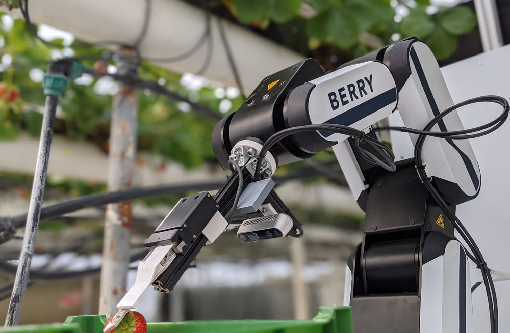 Meet BERRY our harvesting robot for strawberries