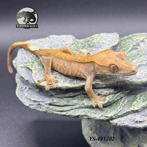 Flame Crested Gecko | My Reptile Store