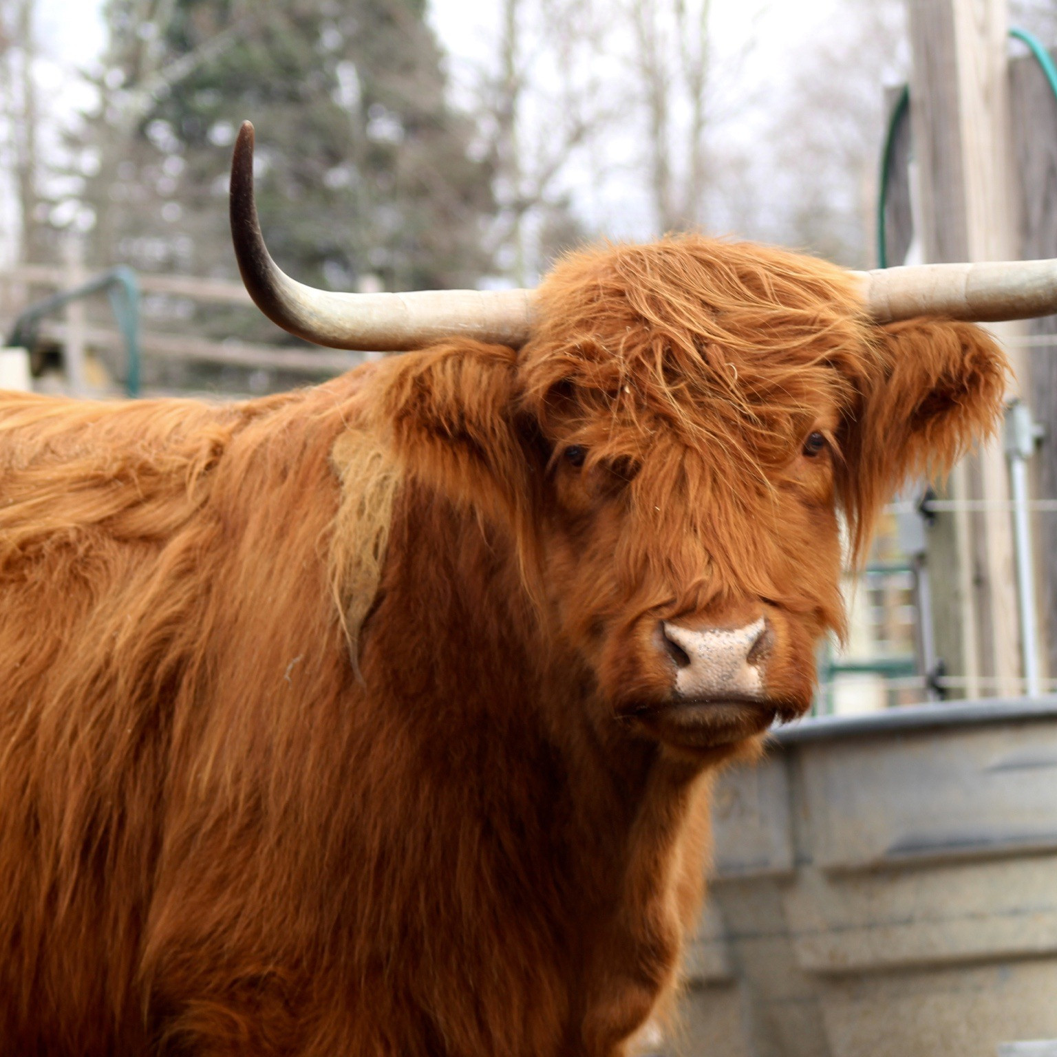 Farm in Easton | Shaggy Coos Farm | United States
