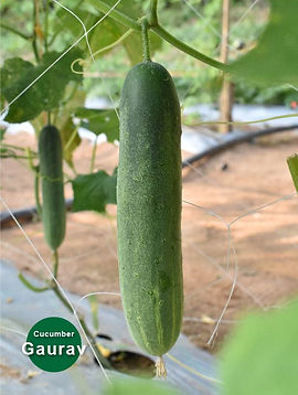 Vegetable | Mayaseeds