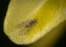 Small World Discoveries | Insects of Dorset and the New Forest