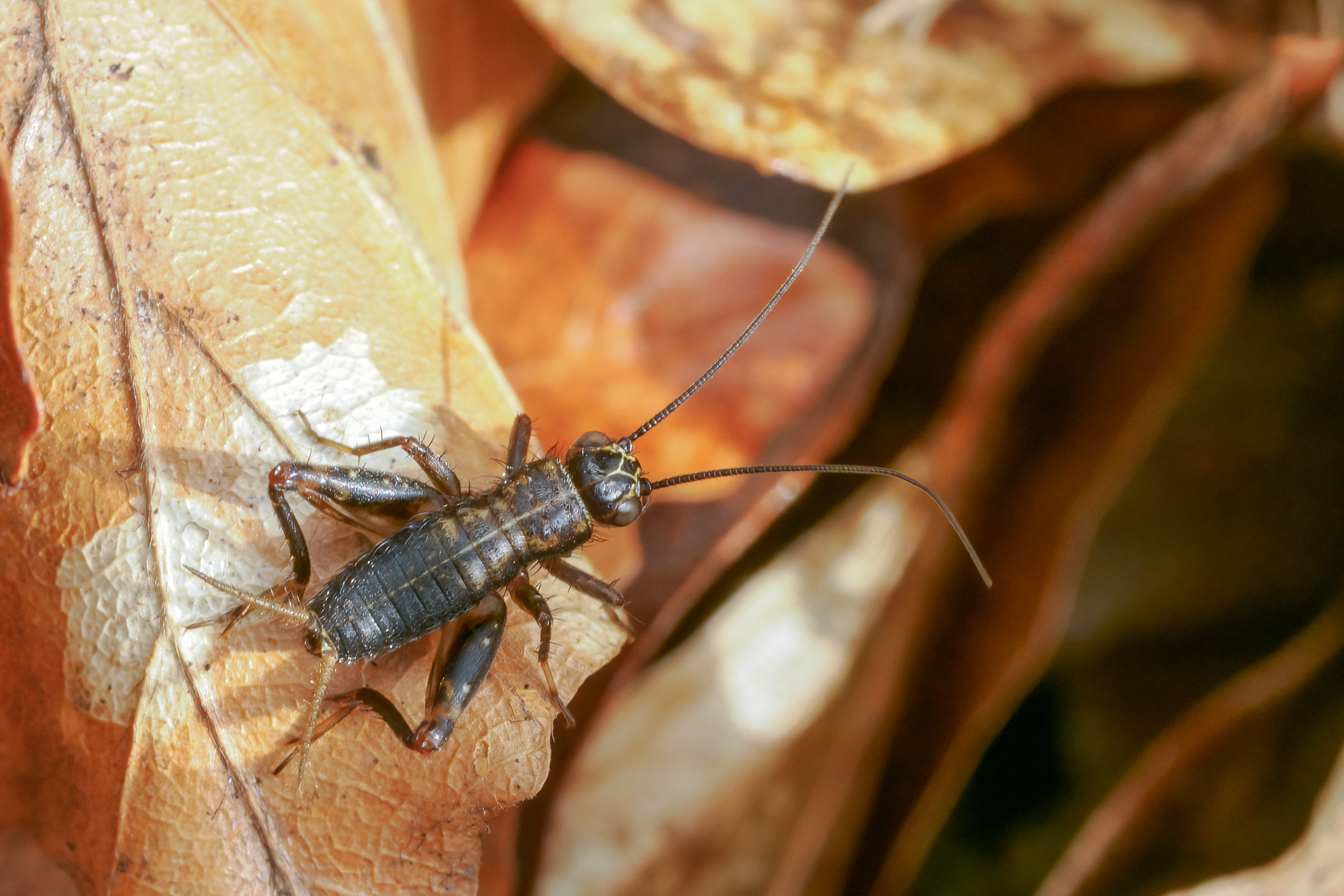 Wood-cricket