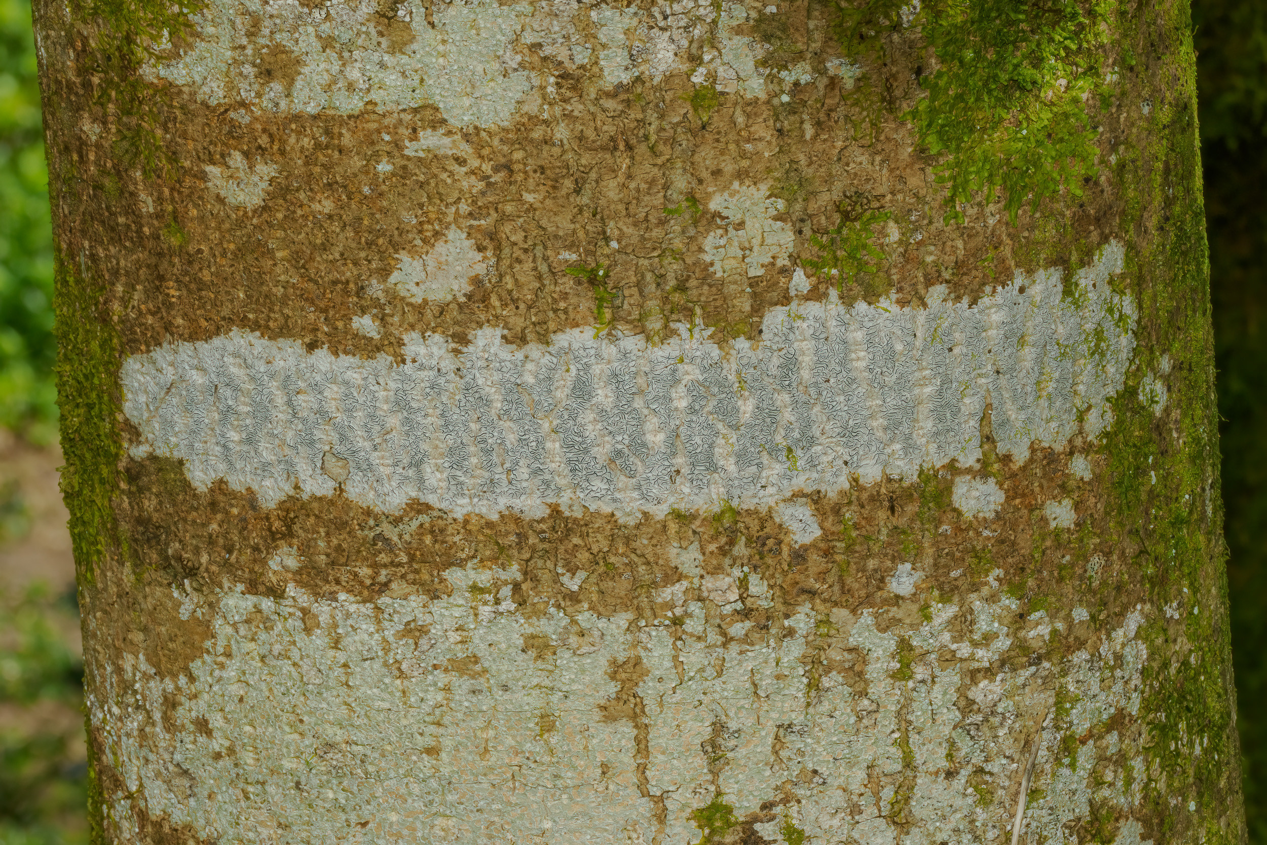 Graphis inustuloides | Tickspics - macro