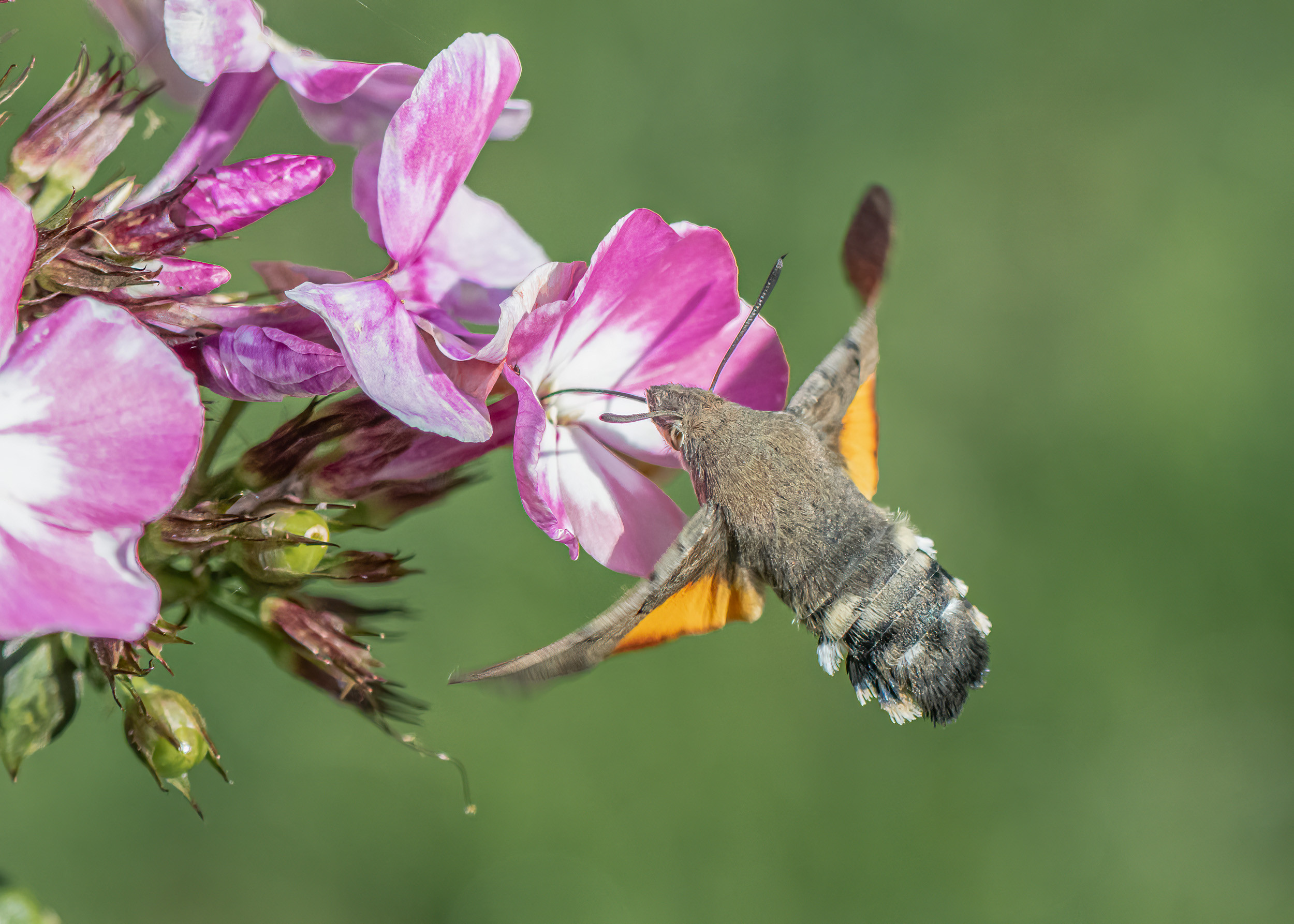 Hummingbird Hawk-moth