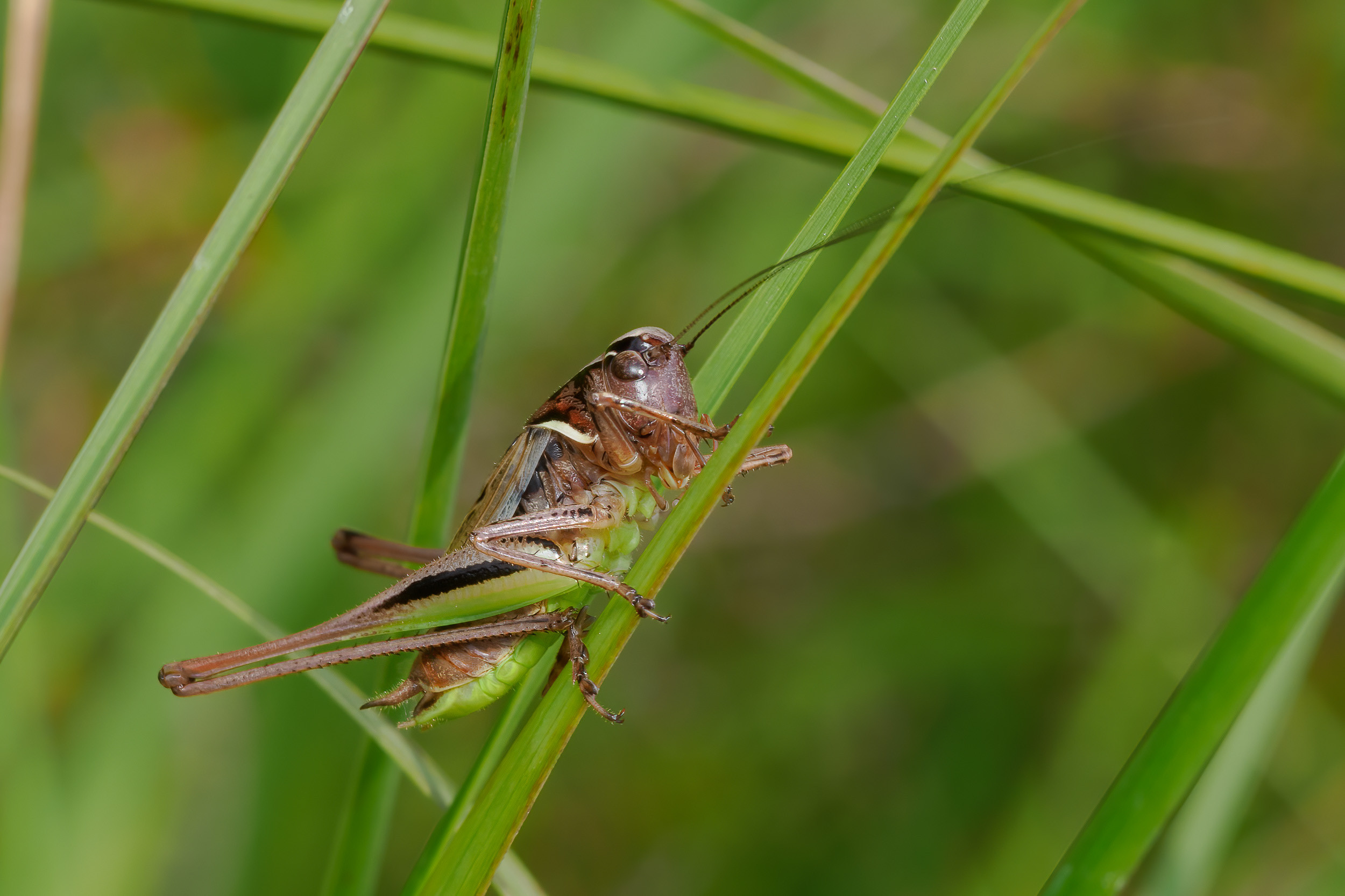 Bog Bush-cricket