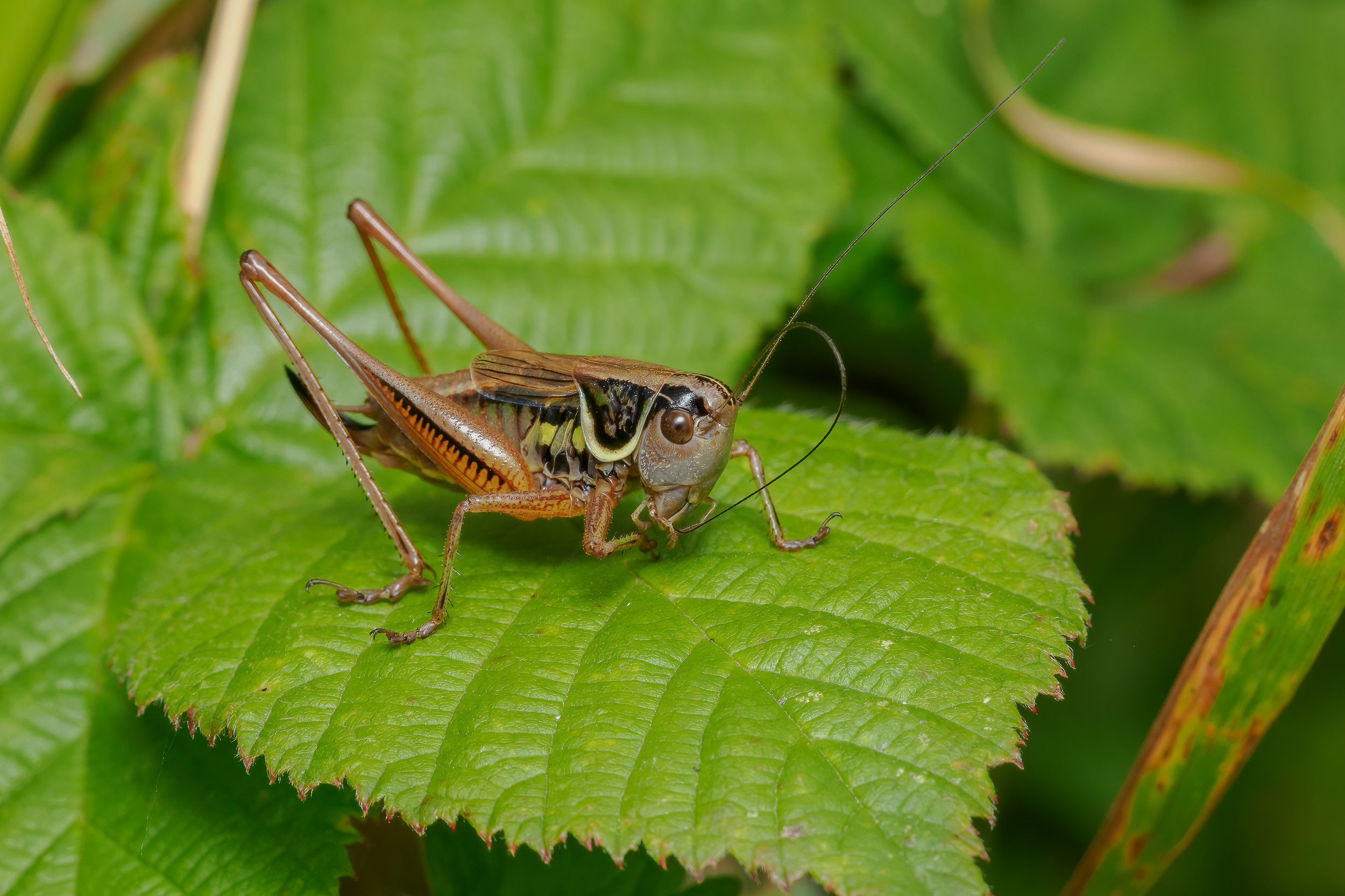 Roesel's Bush-cricket
