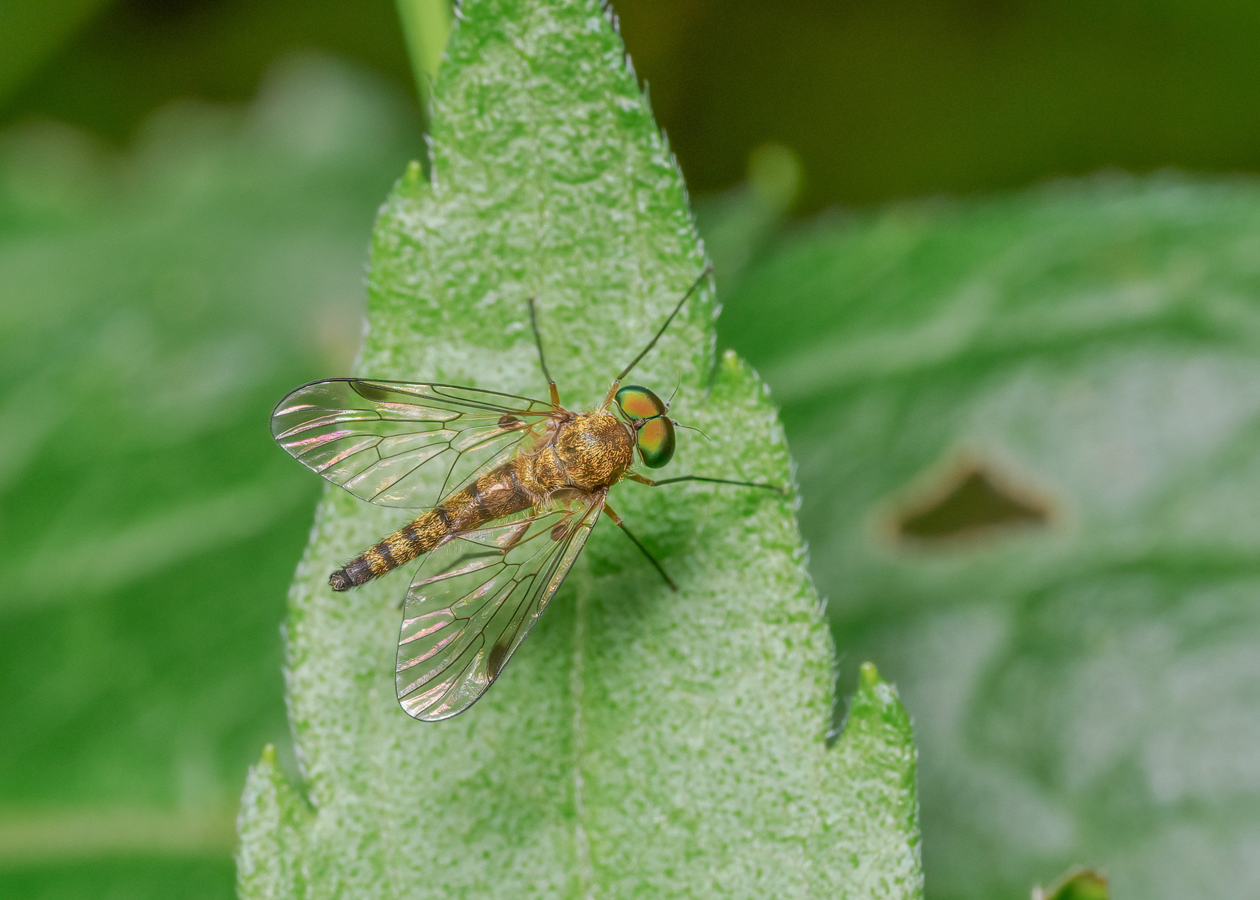 Rhagionidae