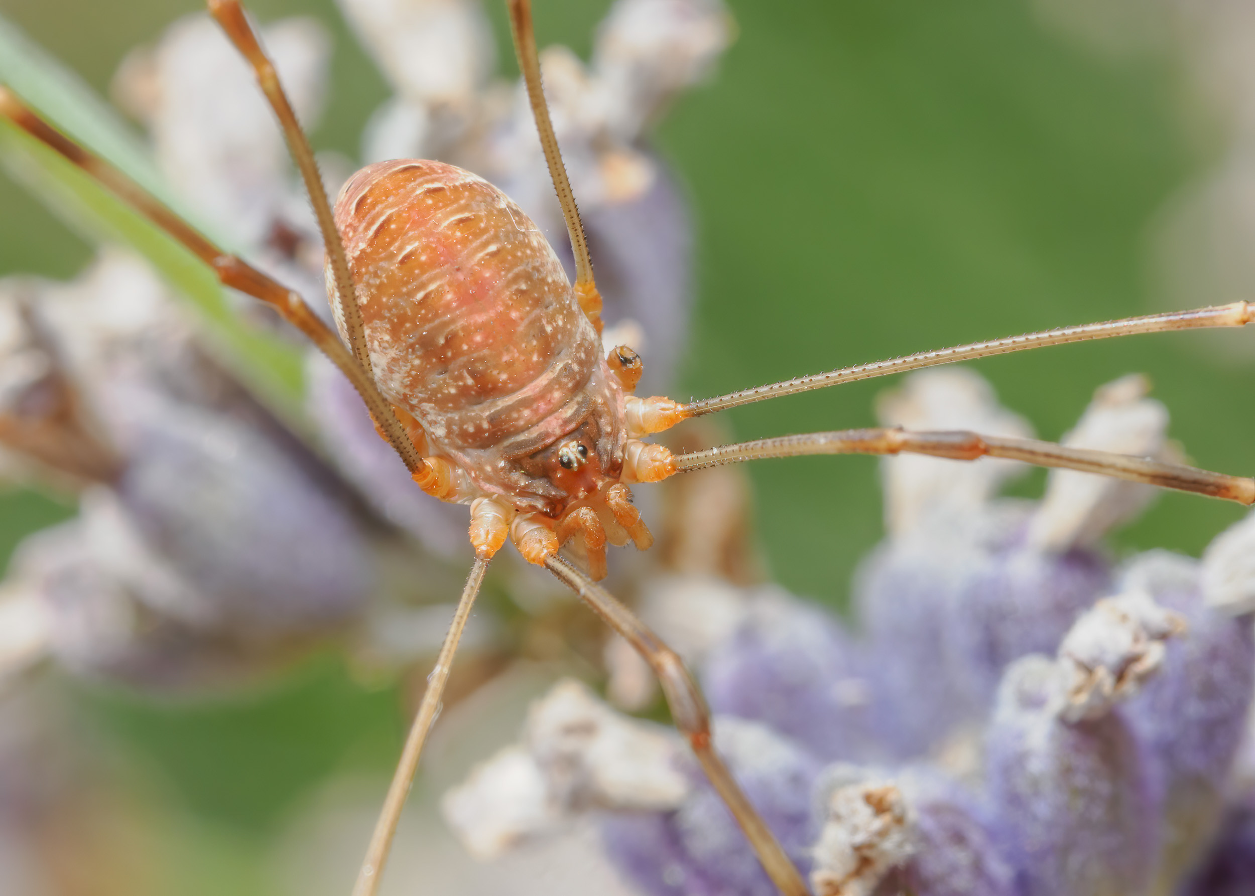 Opilio canestrinii