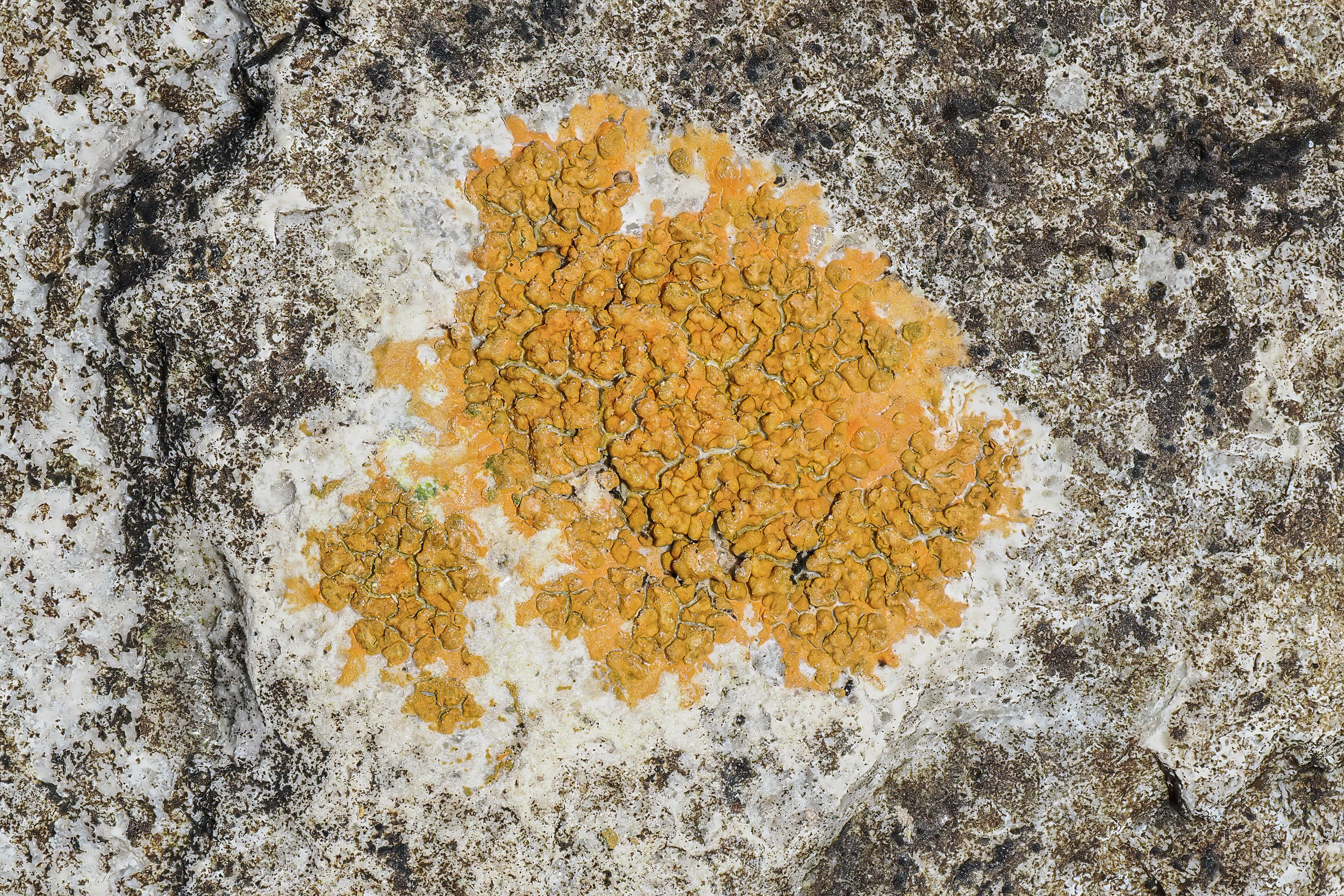 Caloplaca marina