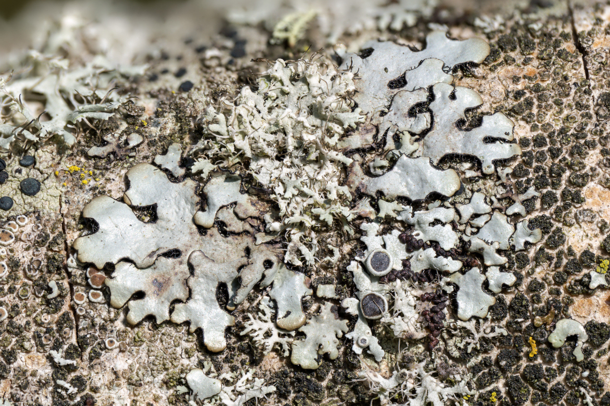 Hypotrachyna revoluta | Tickspics - macro