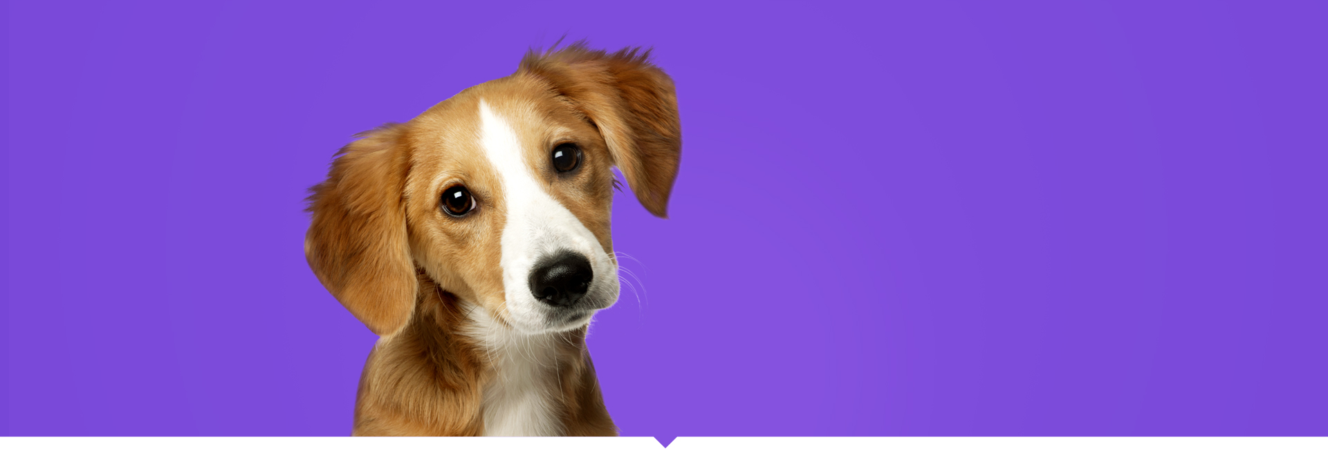 Adopt Your Dog | Wix.com