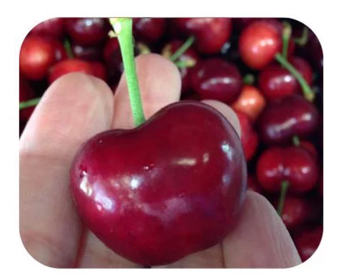 Fresh Cherry Varieties!