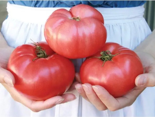 8 Weeks Classic Vegetable CSA Share | redcloverfarms