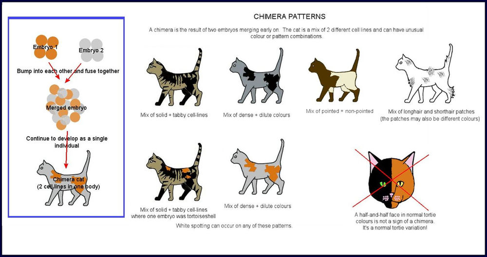 Cat Coat Colors