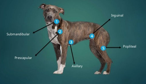 Common Cancers: Lymphoma in Dogs
