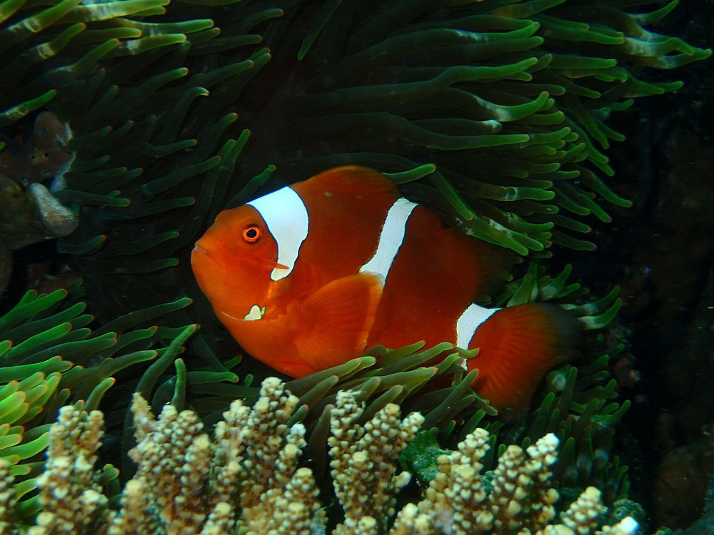 ISLAND TOUR SAPI & MANUKAN