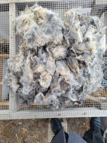 Milo - 1.9 lbs Pygora Goat Fleece | Mysite