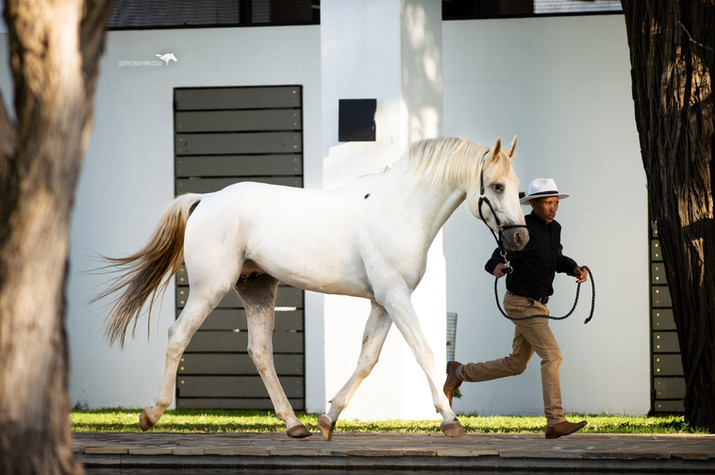 Gallery | josephsdreamstud