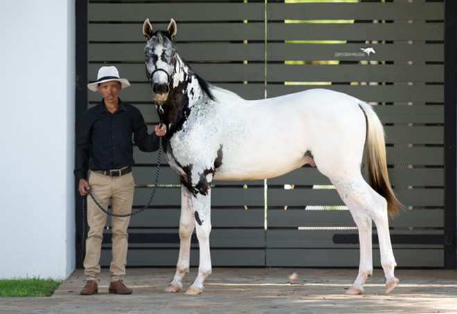 Gallery | josephsdreamstud