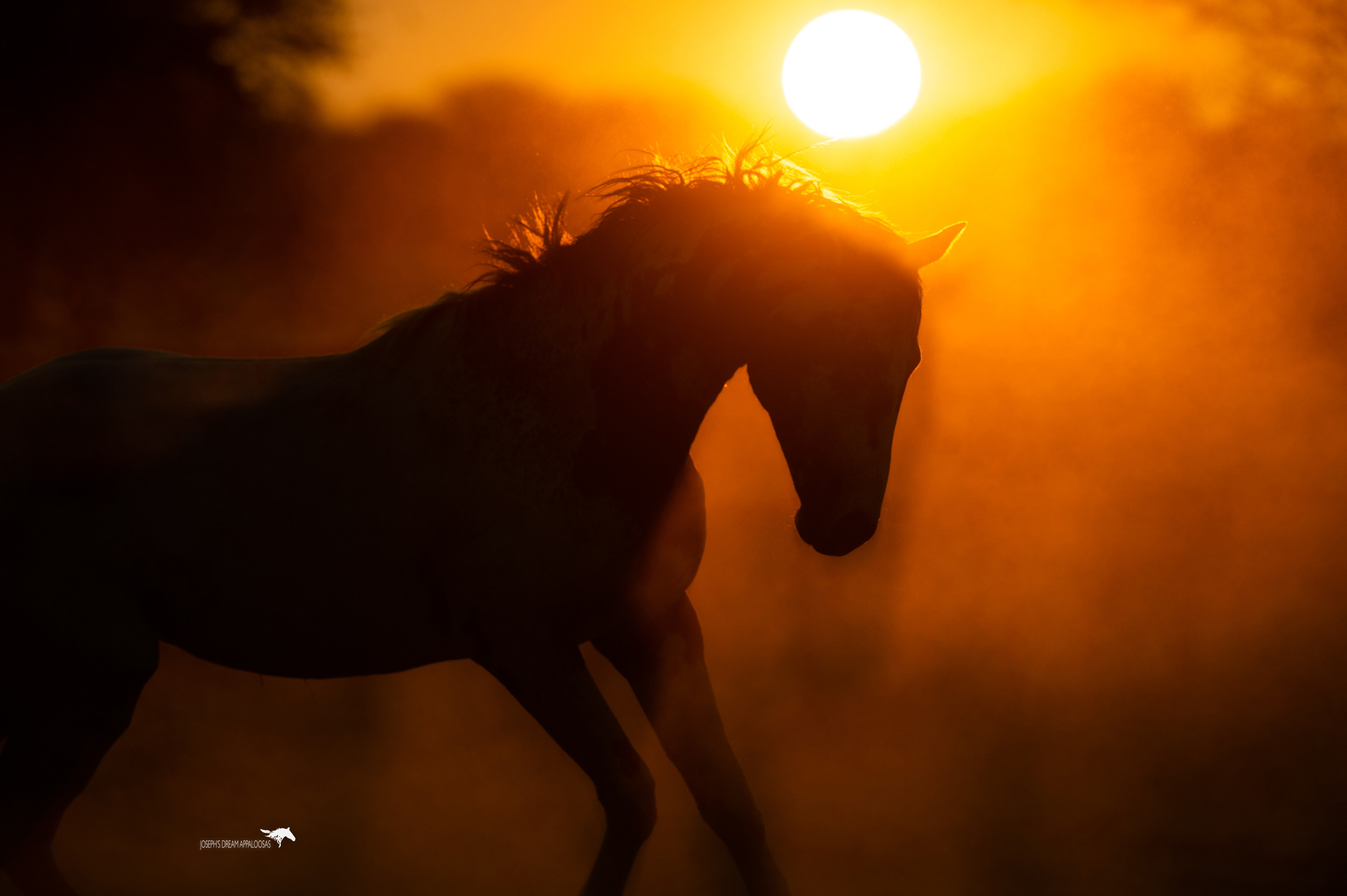 Feel & See | josephsdreamstud