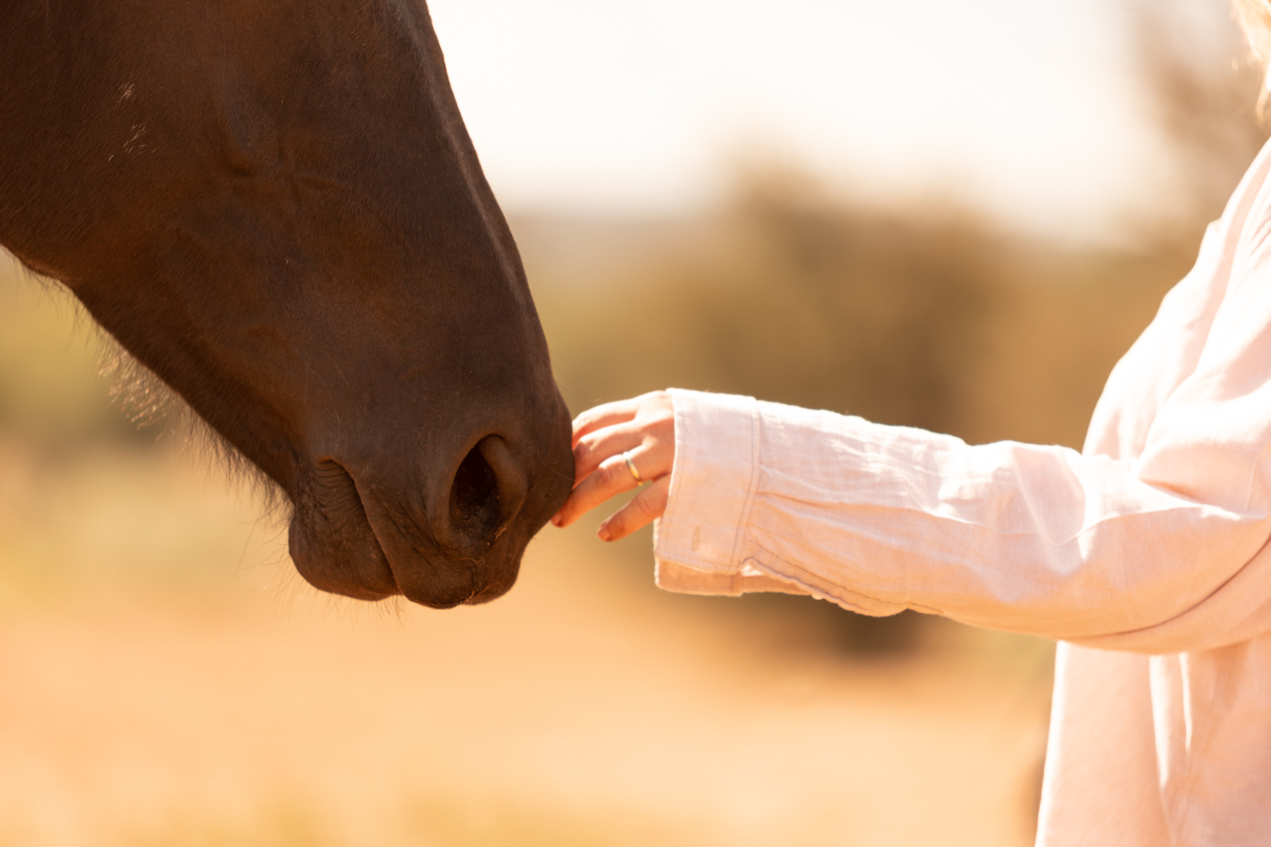 Exclusive | josephsdreamstud