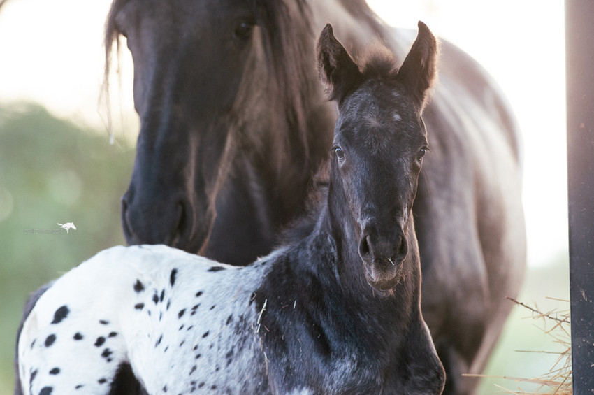 Gallery | josephsdreamstud