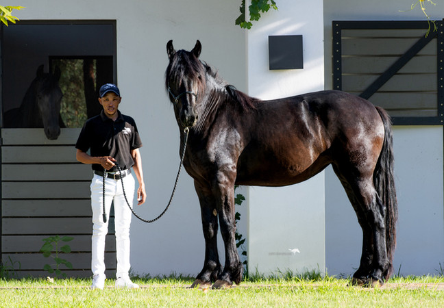 Mares & Fillies | josephsdreamstud