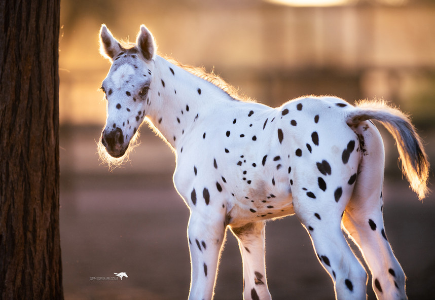 2022/2023 | josephsdreamstud