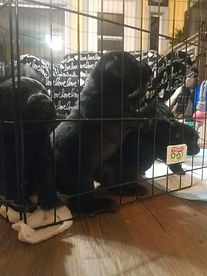 Danrich Labradors - UPCOMING LITTERS | Mysite