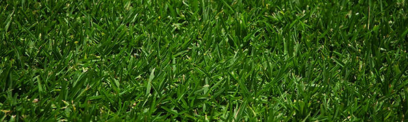 FLORATAM - FORT MYERS SOD - floriatam sod delivery and installation