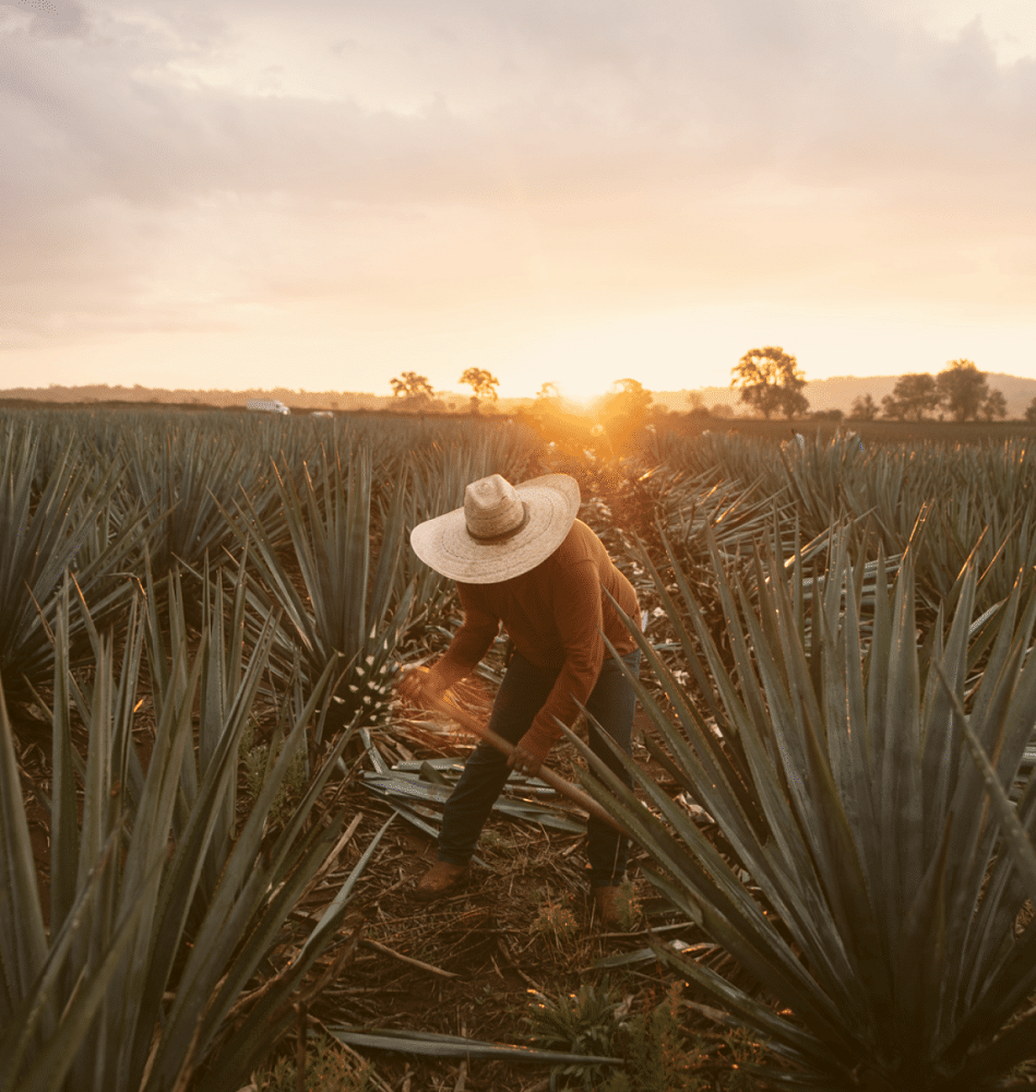 Tequila Ocho: A Journey Through Terroir and Tradition