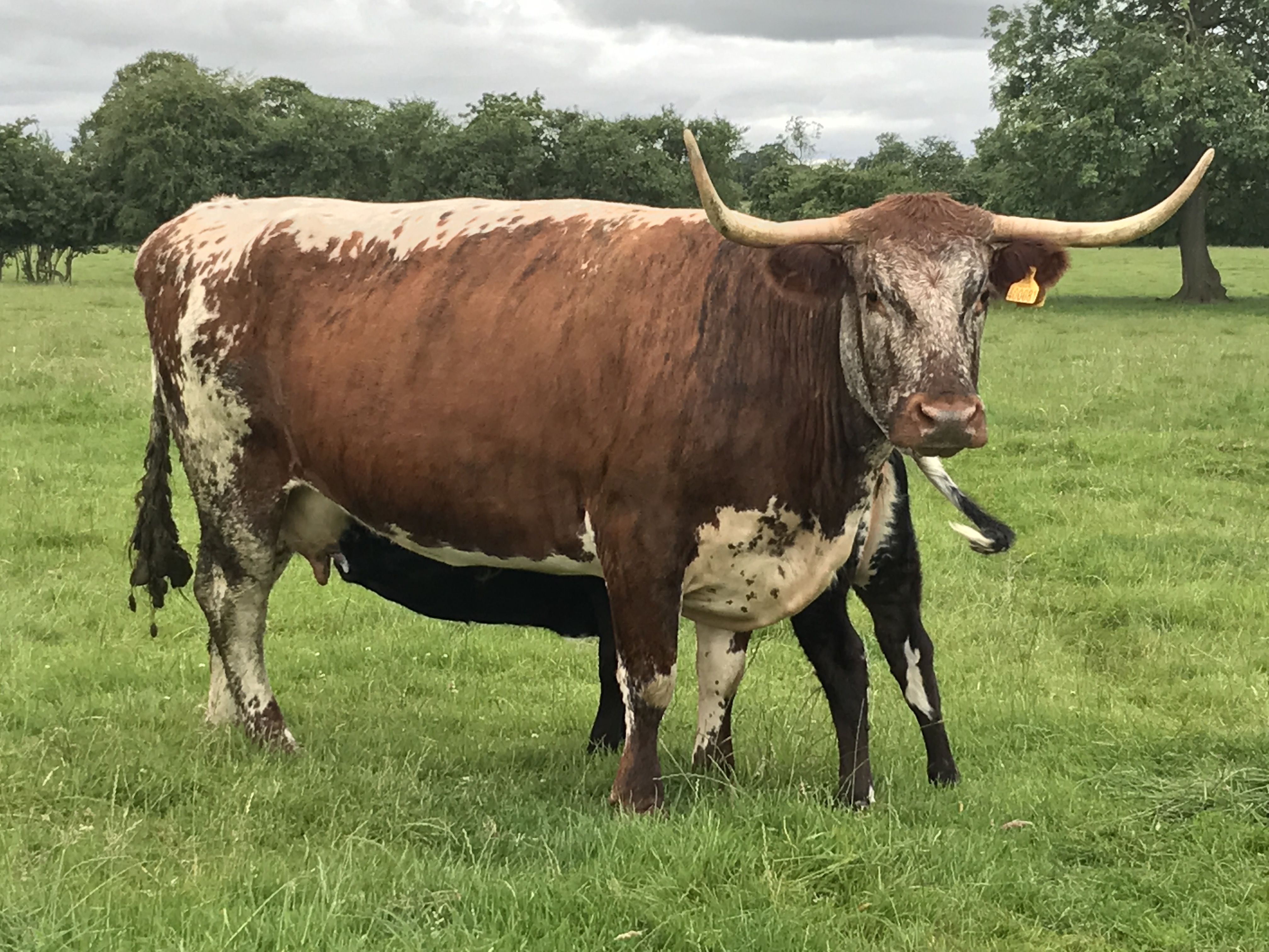 Hook and Cleaver | Traditional High Class Butcher | Ealing, London ...