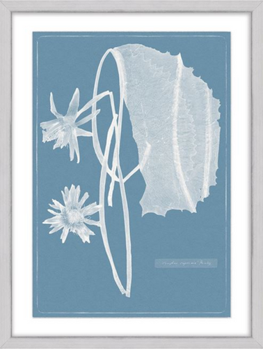 Cyanotype Water Lilies | kendrabesterdesign