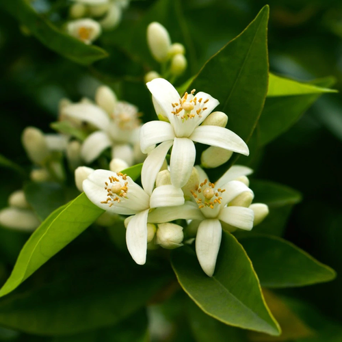 Neroli Essential Oil | Witchcraft Emporium
