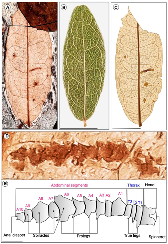 Discovery of fossil evidence of leaf-feeding caterpillars and feeding ...