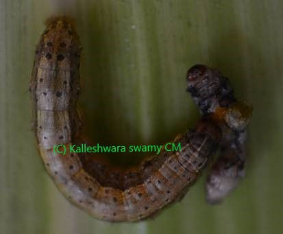 Competitive displacement of maize stem borers by invasive fall armyworm