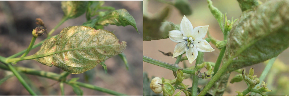 The outbreak of chilli thrips in Andhra Pradesh: A matter of great concern