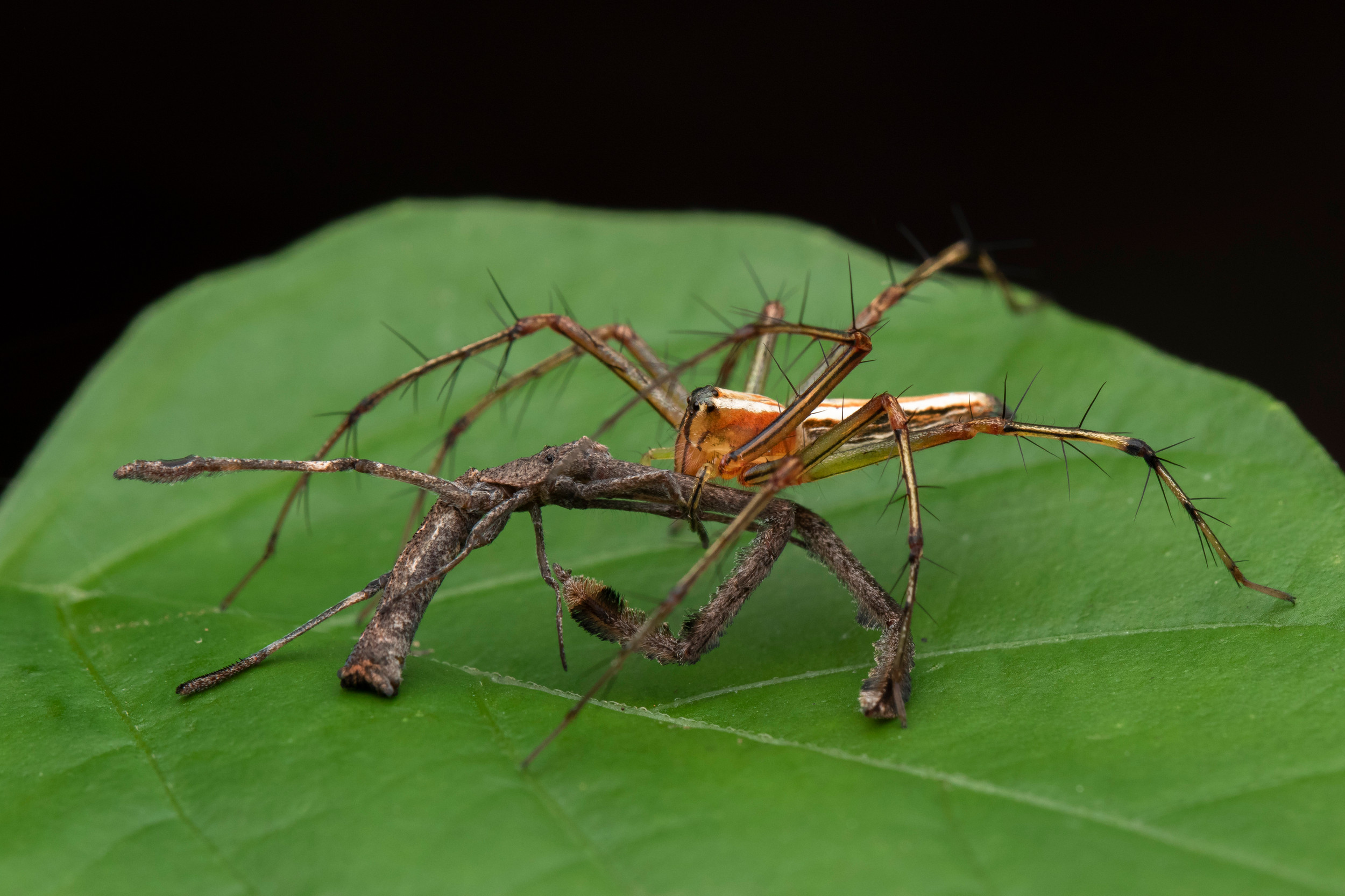 IE Photo contest | Indian Entomologist