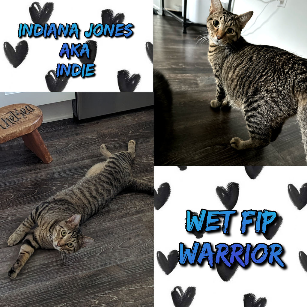 Home | Mabel’s Orphaned Angels Rescue