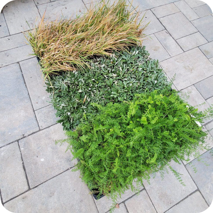 Mail-Order Flats | Dropseed Native L...