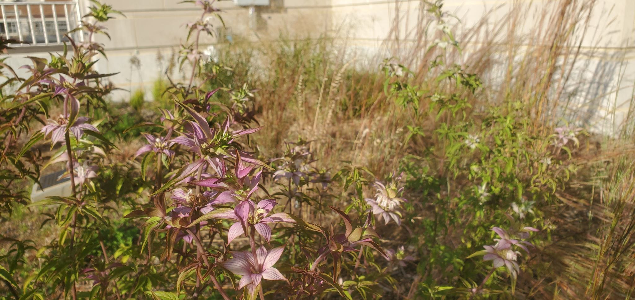 Pocket Prairies | Dropseed Native L...