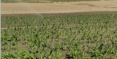 FARMING | Volcanic Farms