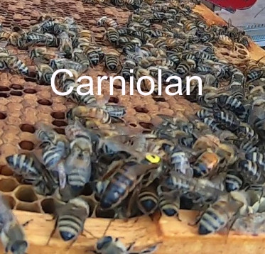 Carniolan Queen | Titan Beekeeping LLC